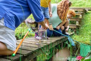 A Guide To Pond Dipping, All You Need To Know