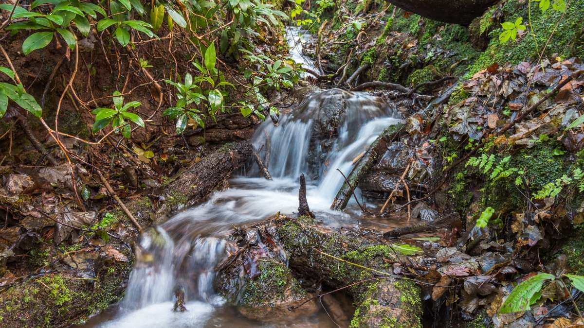 Churnet Valley Walks, 7 Wonderful Walks In The Churnet Valley