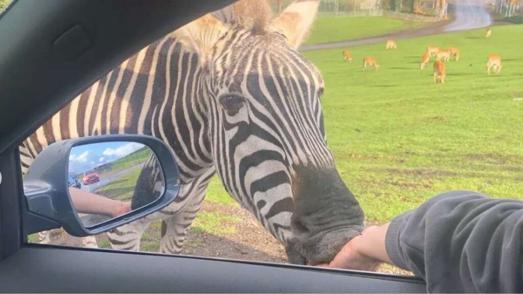 5 Of The Best Safari Parks In The UK | Have Fun Outdoors
