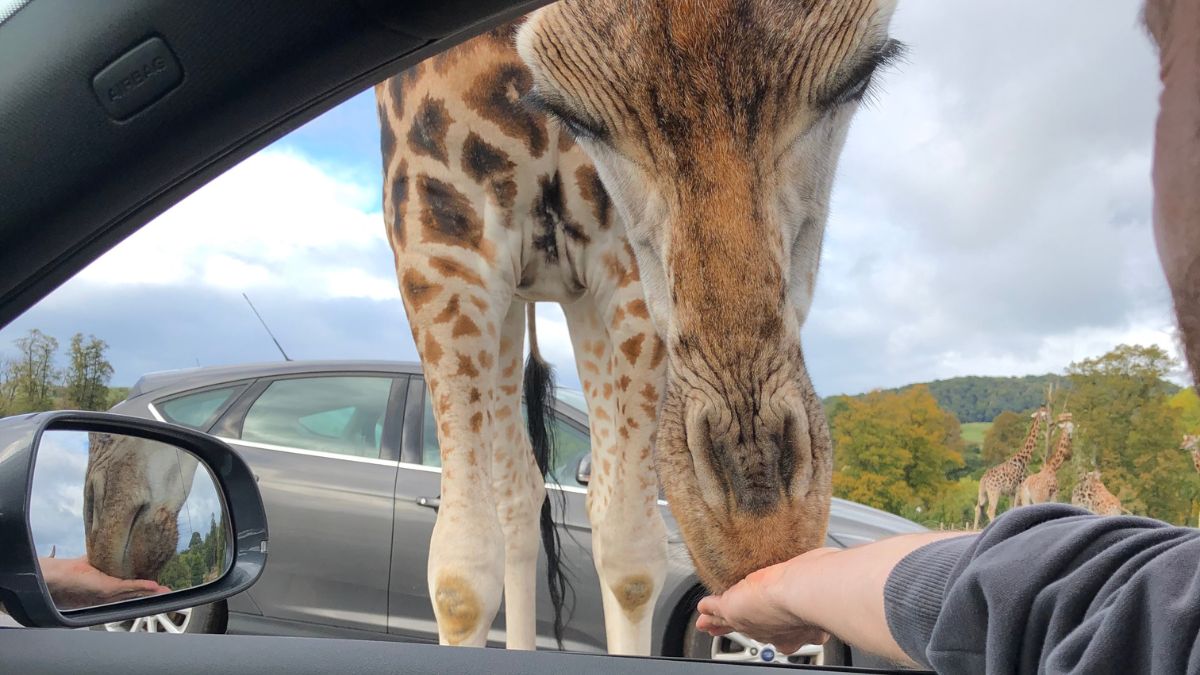 Knowsley Safari Park or West Midlands Safari Park which is better?