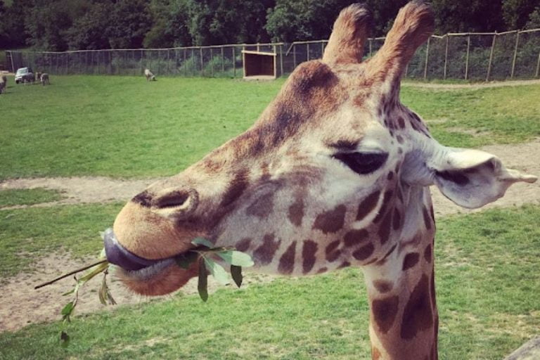 Longleat Safari Park Review, All You Need To Know